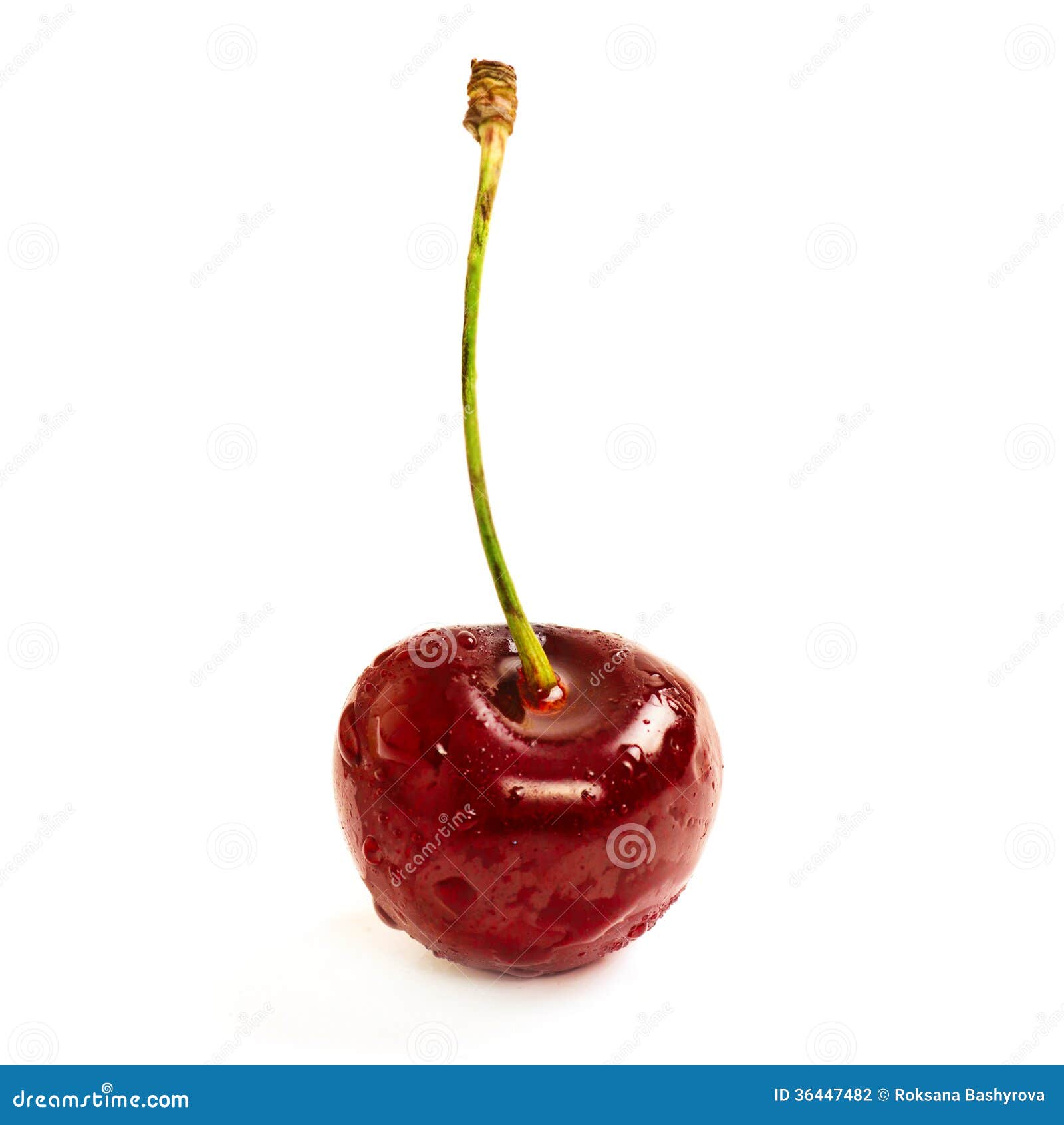 Single sweet cherry stock photo. Image of cherry, growth - 36447482
