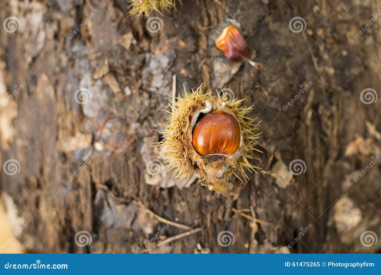 Single sweet Chestnut stock image. Image of ripe, october - 61475265