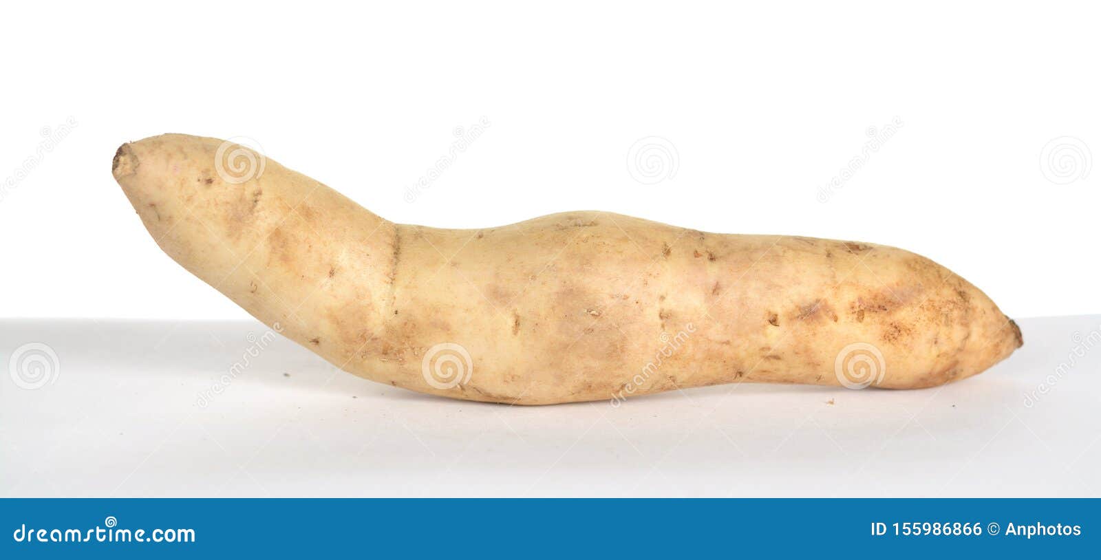 Single sweet potato stock photo. Image of fresh, agriculture - 155986866