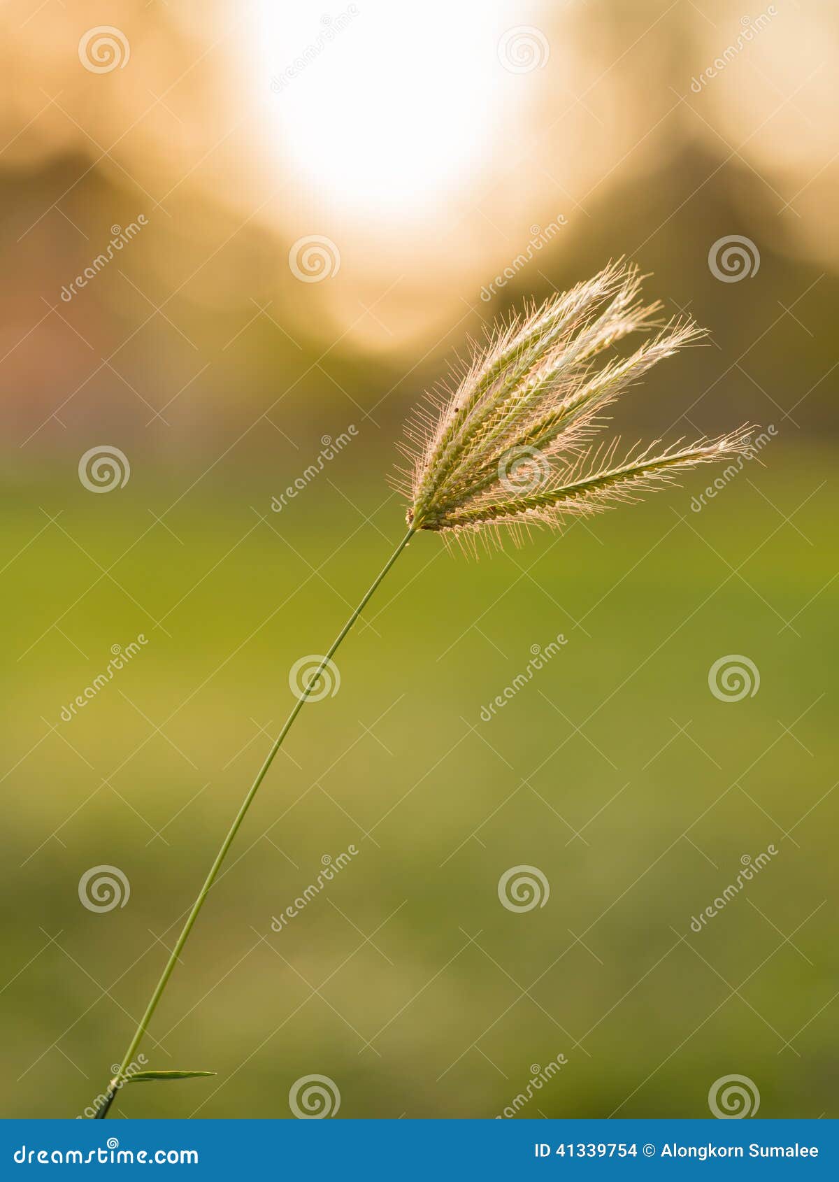 Single Swollen Finger Grass with Rim Light in Sunset (Chloris Ba Stock ...