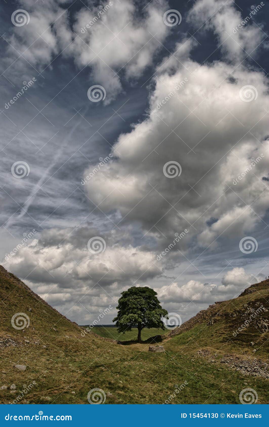 Single Sycamore stock photo. Image of setting, landmark - 15454130