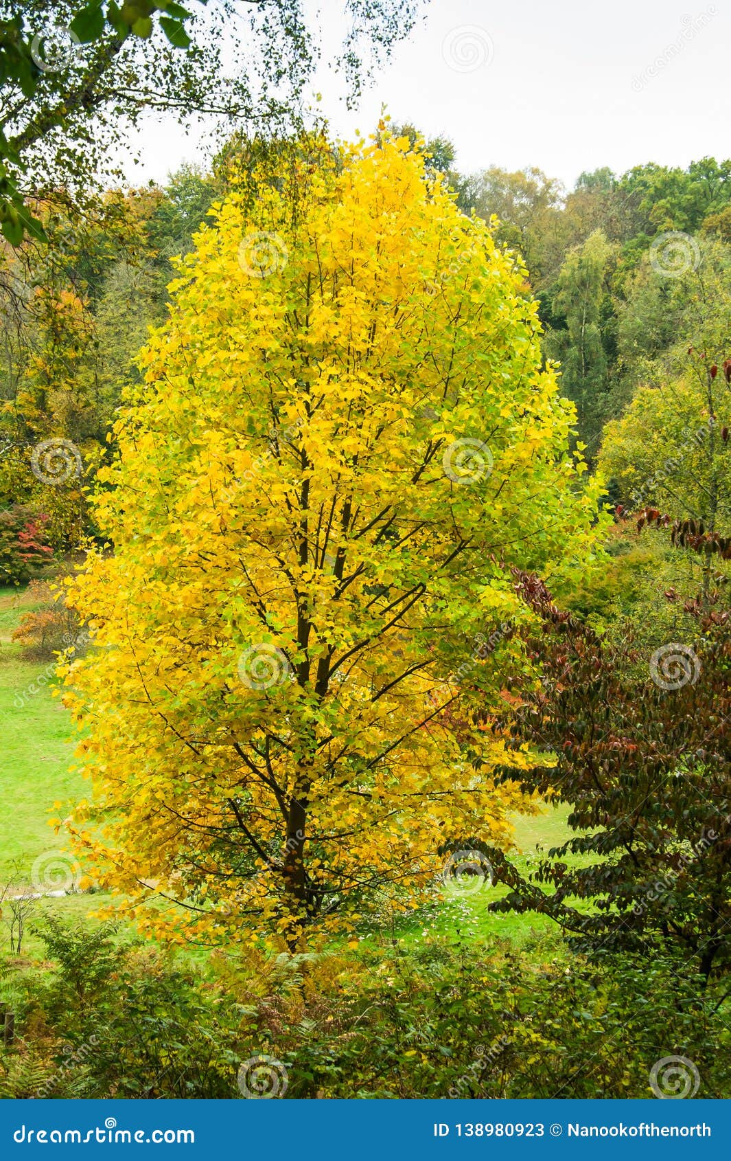 A Single Sycamore Tree in Autumn Colours Viewed from Above Stock Image ...