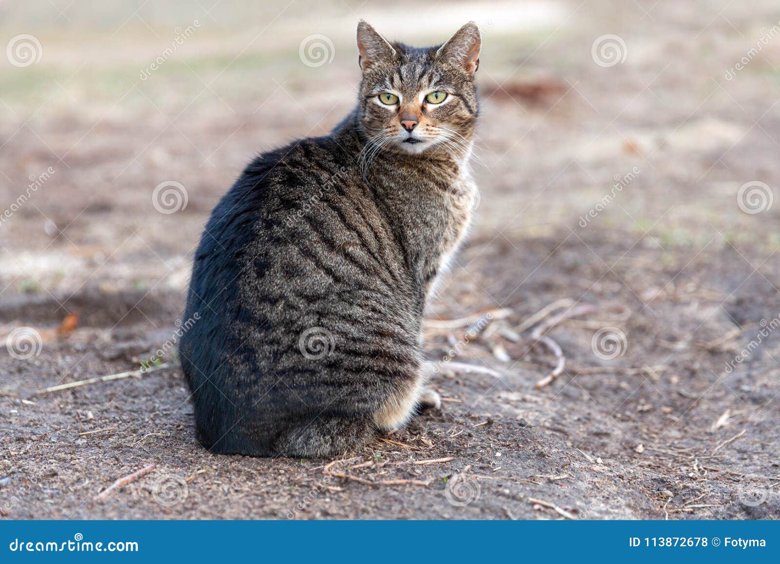 Single tabby cat stock photo. Image of gray, beautiful - 113872678