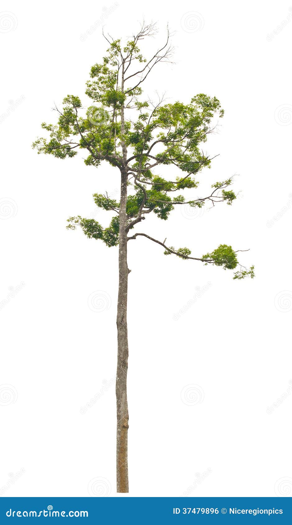 Single Tall and Beautiful Tree. Stock Photo - Image of botany, garden ...