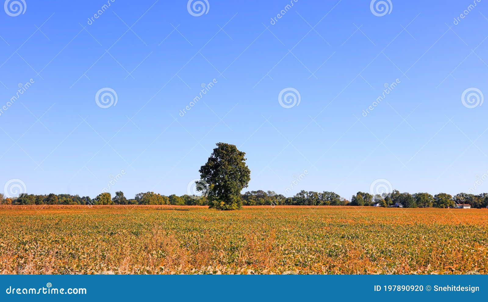 Single Tall Tree in the Middle of Soy Fields Stock Photo - Image of ...