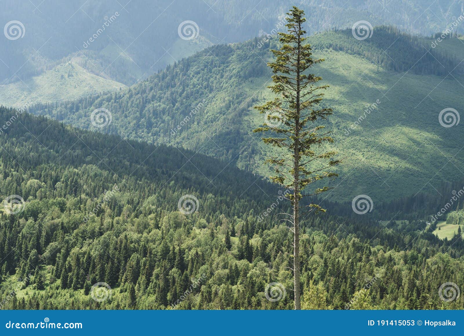Single Tall Tree Standing Out from Smaller Trees in Forest Stock Image ...