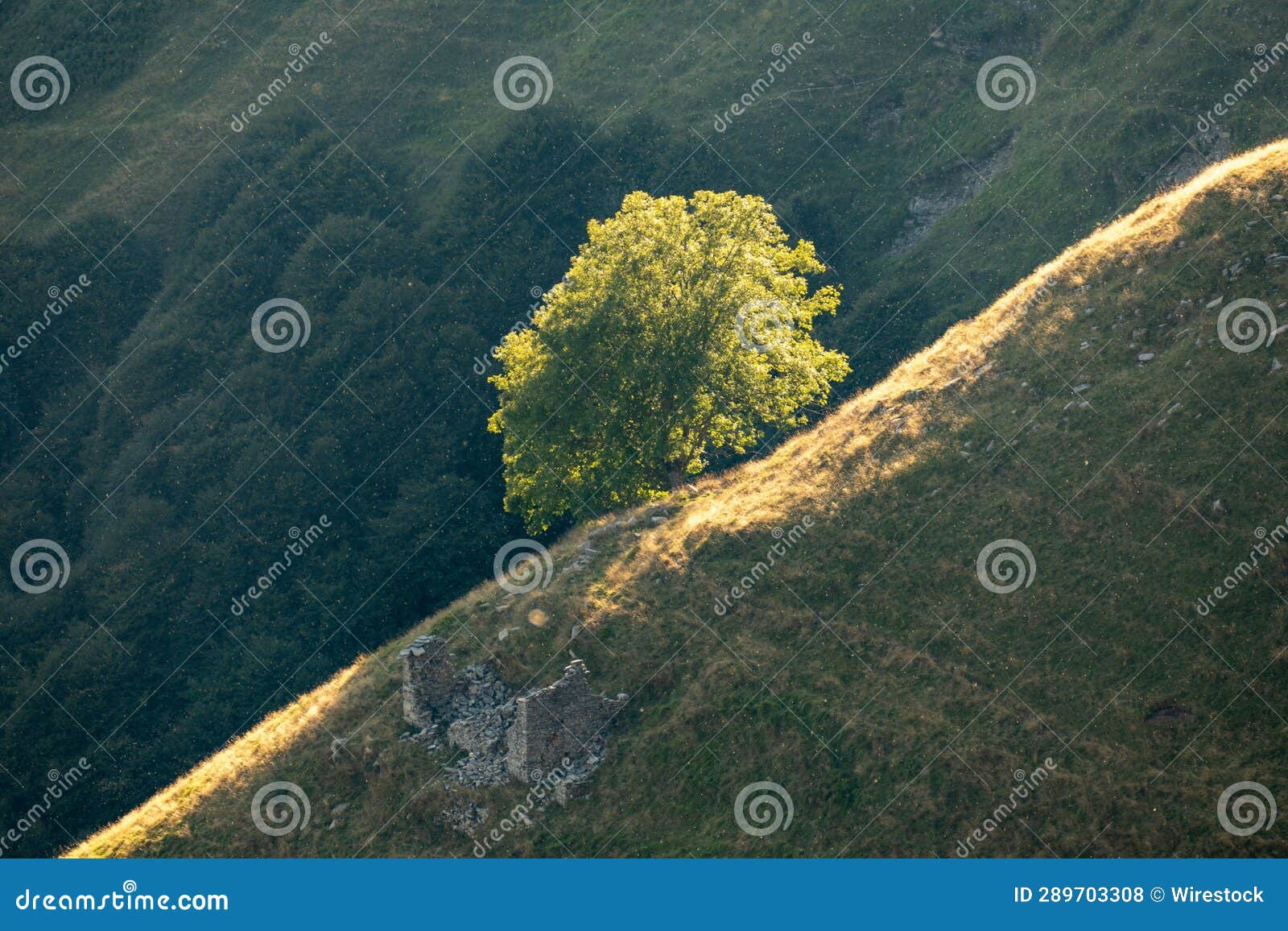 Single Tall Tree Stands on Top of a Grassy Hill Stock Photo - Image of ...