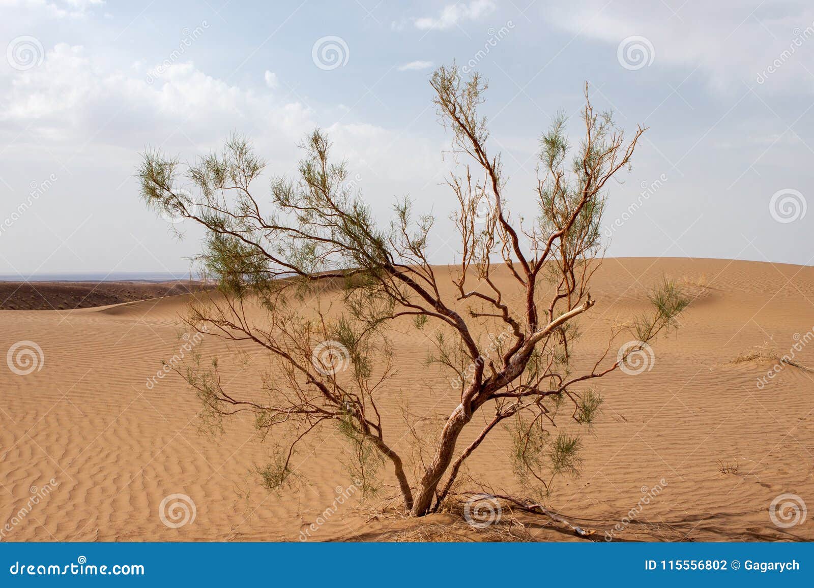 Single Tamarix Tree in Dasht-e Kavir Desert, Iran. Stock Photo - Image ...