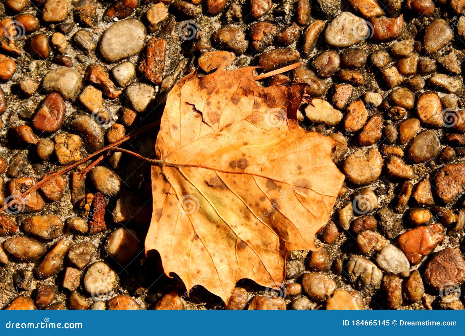 A Single Ugly Discarded Leaf Amongst a Group of Small Rocks Stock Image ...