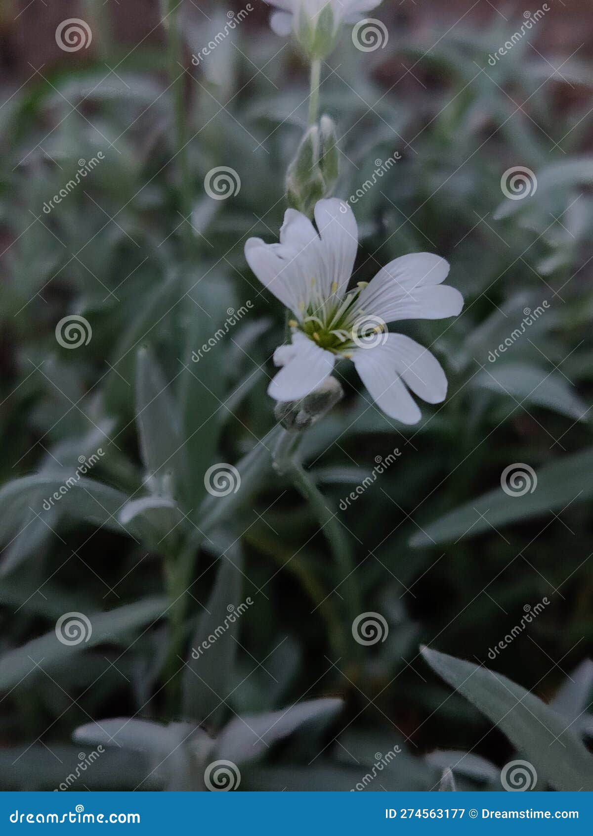 A single tender flower stock image. Image of plant, tender - 274563177