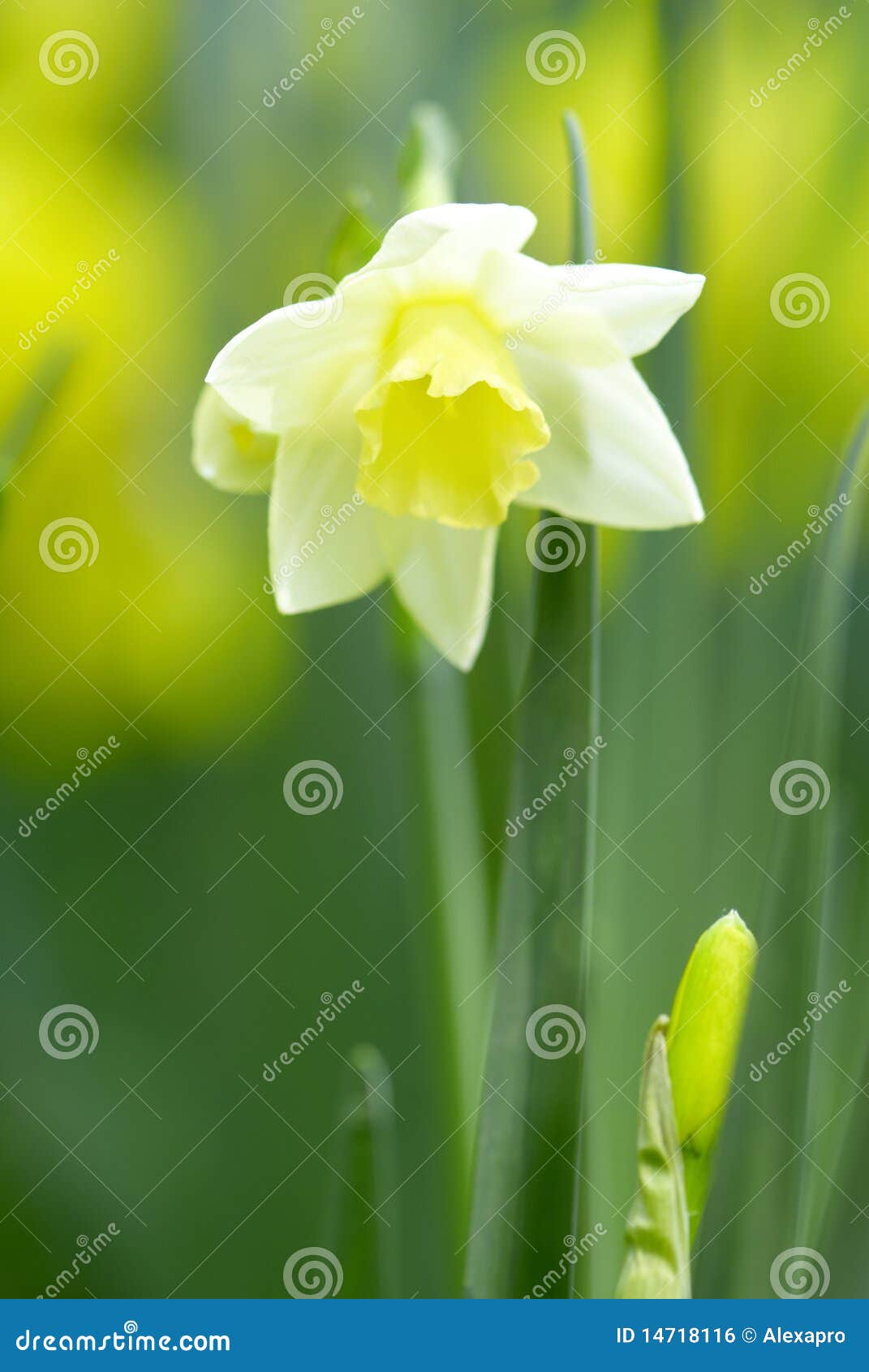Single tender narcissus stock photo. Image of beauty - 14718116