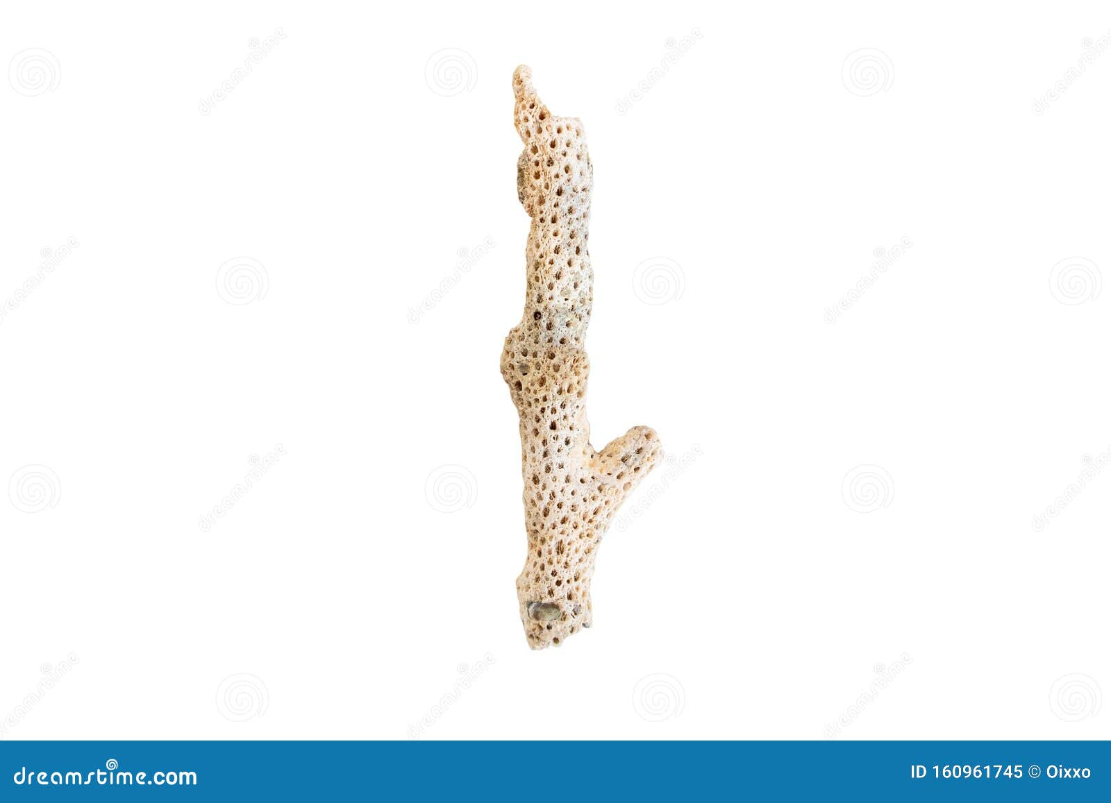 Single Texture Formed White Porous Coral. Boho Image Of Coral Stick ...