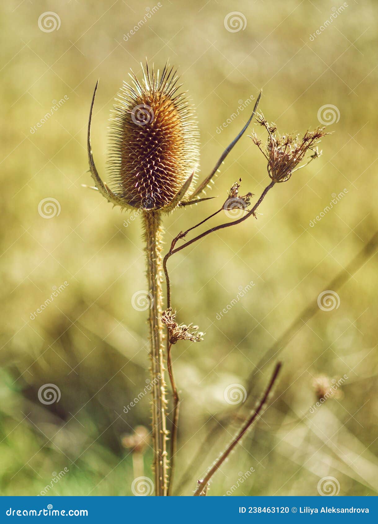 Single Thorn Plant Close Up on Blurry Background Stock Photo - Image of ...