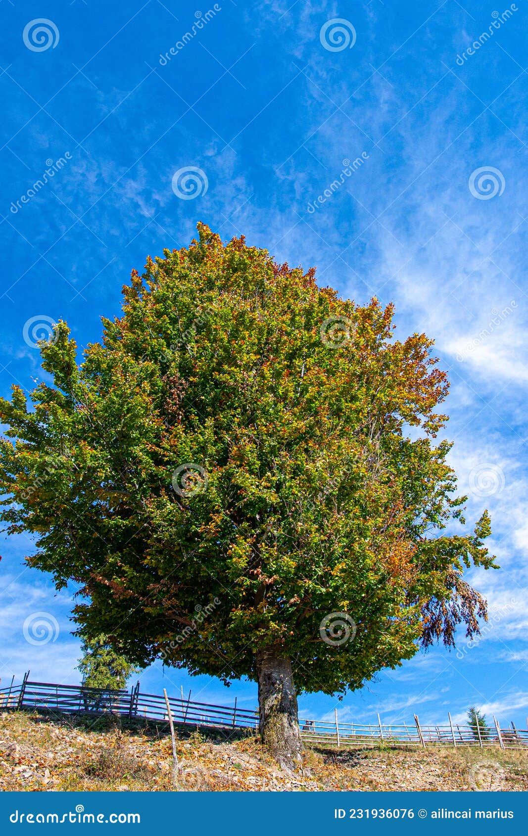 Single three nature stock photo. Image of autumn, flower - 231936076