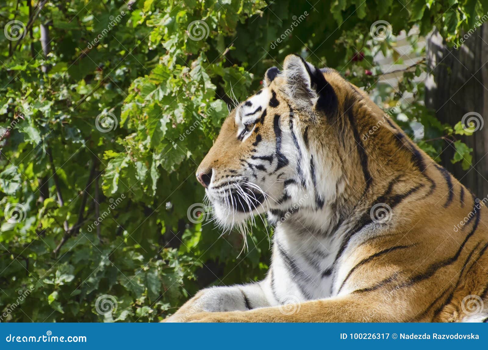 Single Tiger Portrait stock image. Image of striped - 100226317