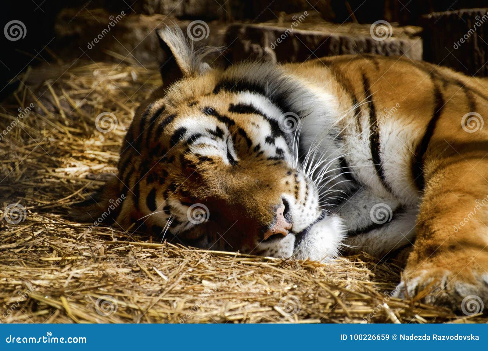 Single Tiger Portrait stock image. Image of wild, bengal - 100226659