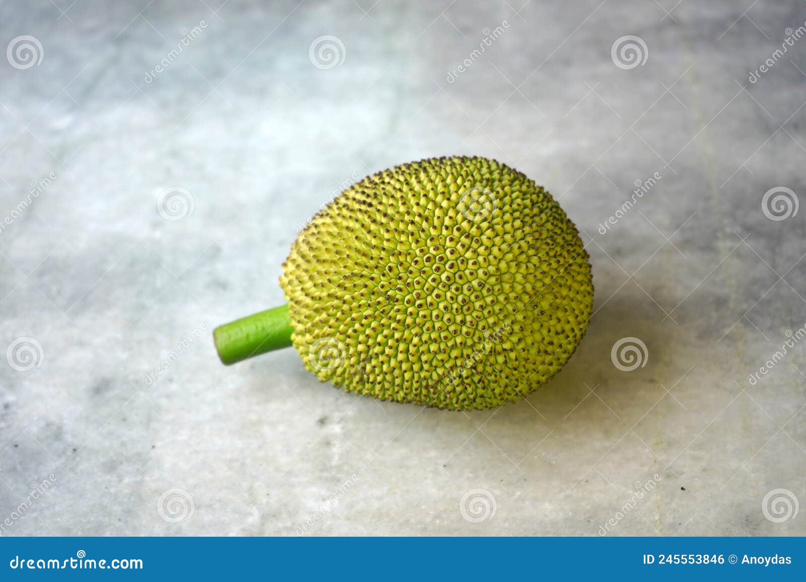 Single Jackfruit Artocarpus Heterophyllus Fruit Growing On A Tree On ...