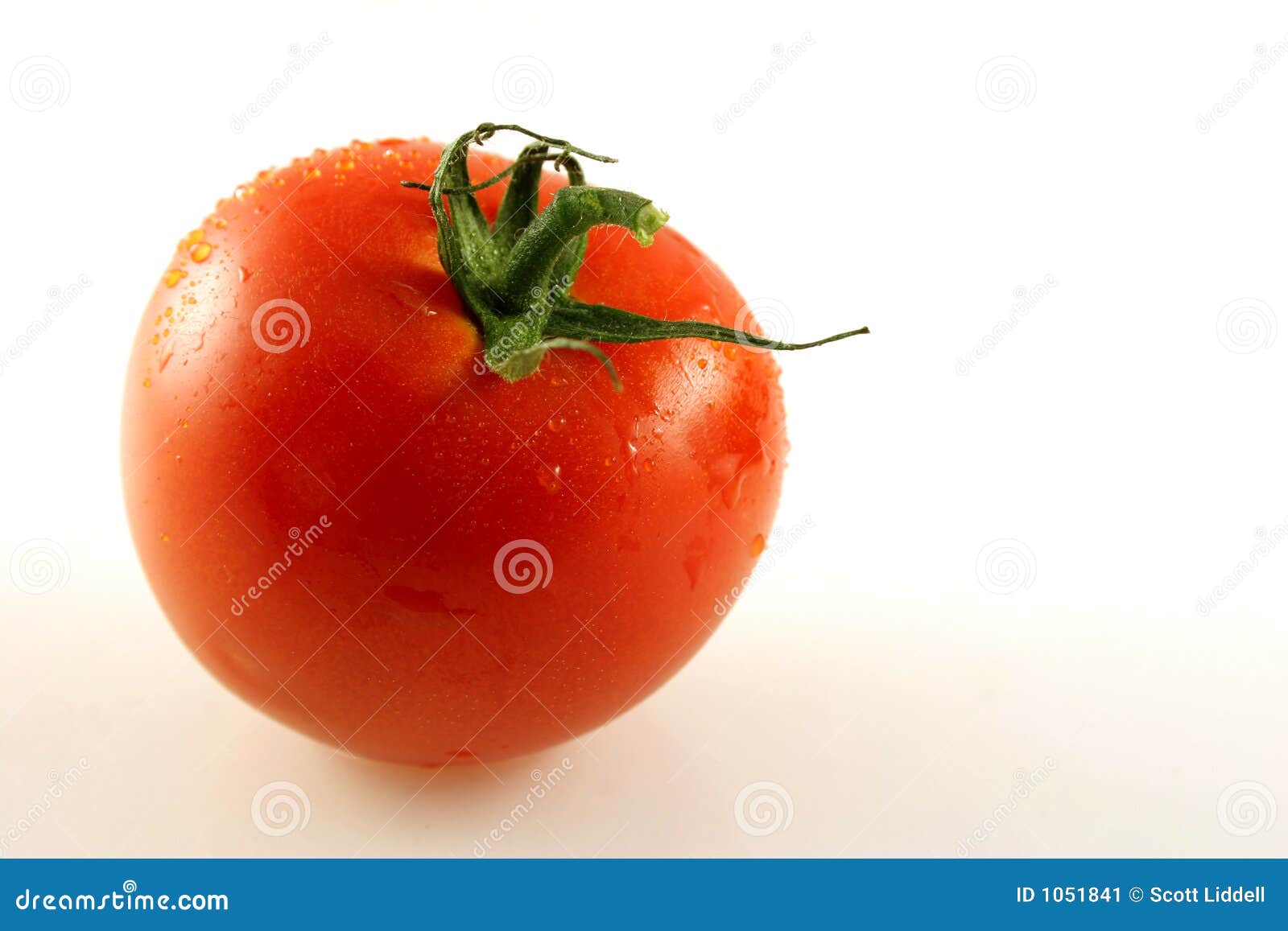 Single Tomato stock image. Image of vine, fruit, ingredient - 1051841
