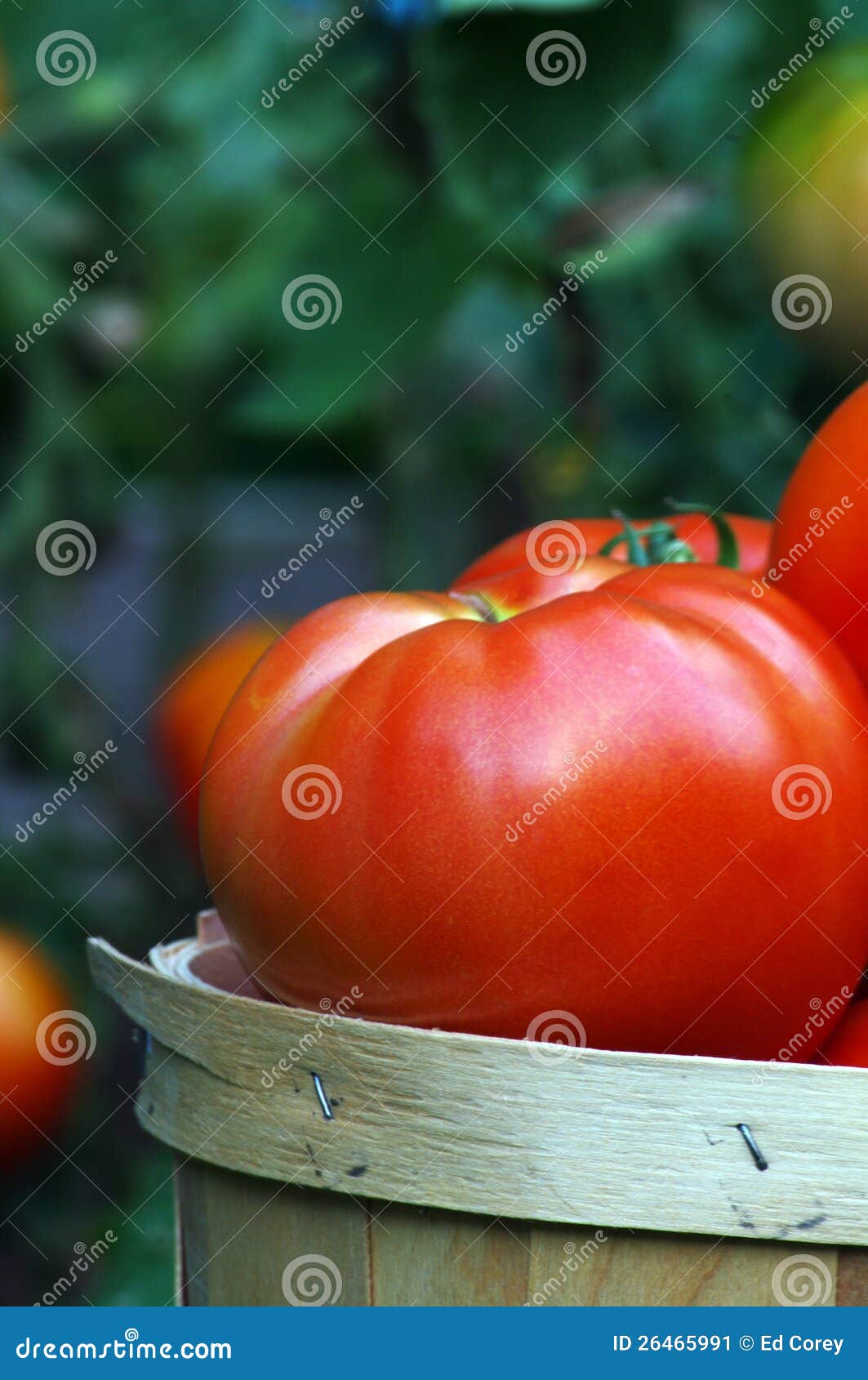 Single Tomato in a Basket stock image. Image of fresh - 26465991