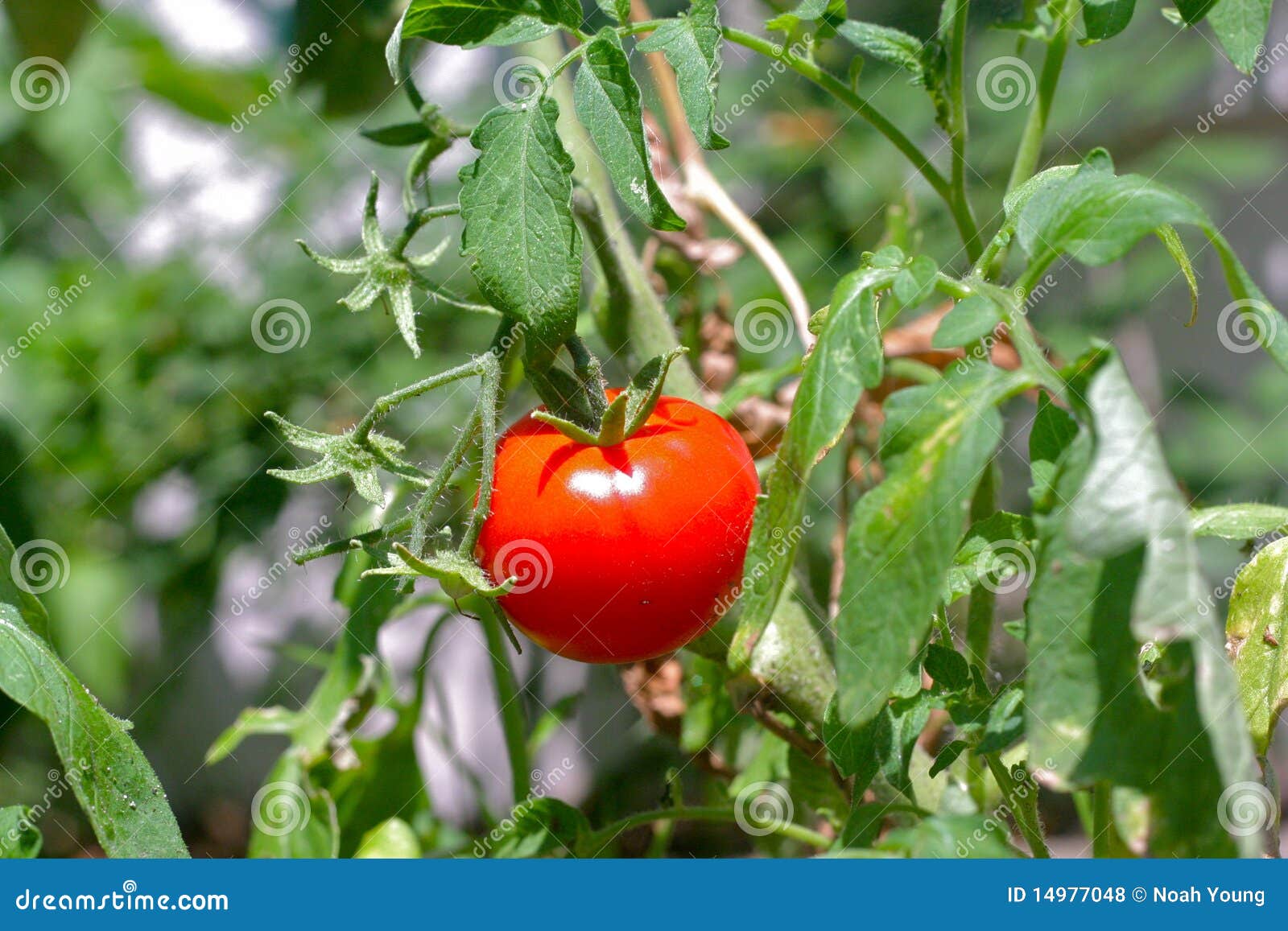 Single Tomato Plant stock photo. Image of food, small - 14977048