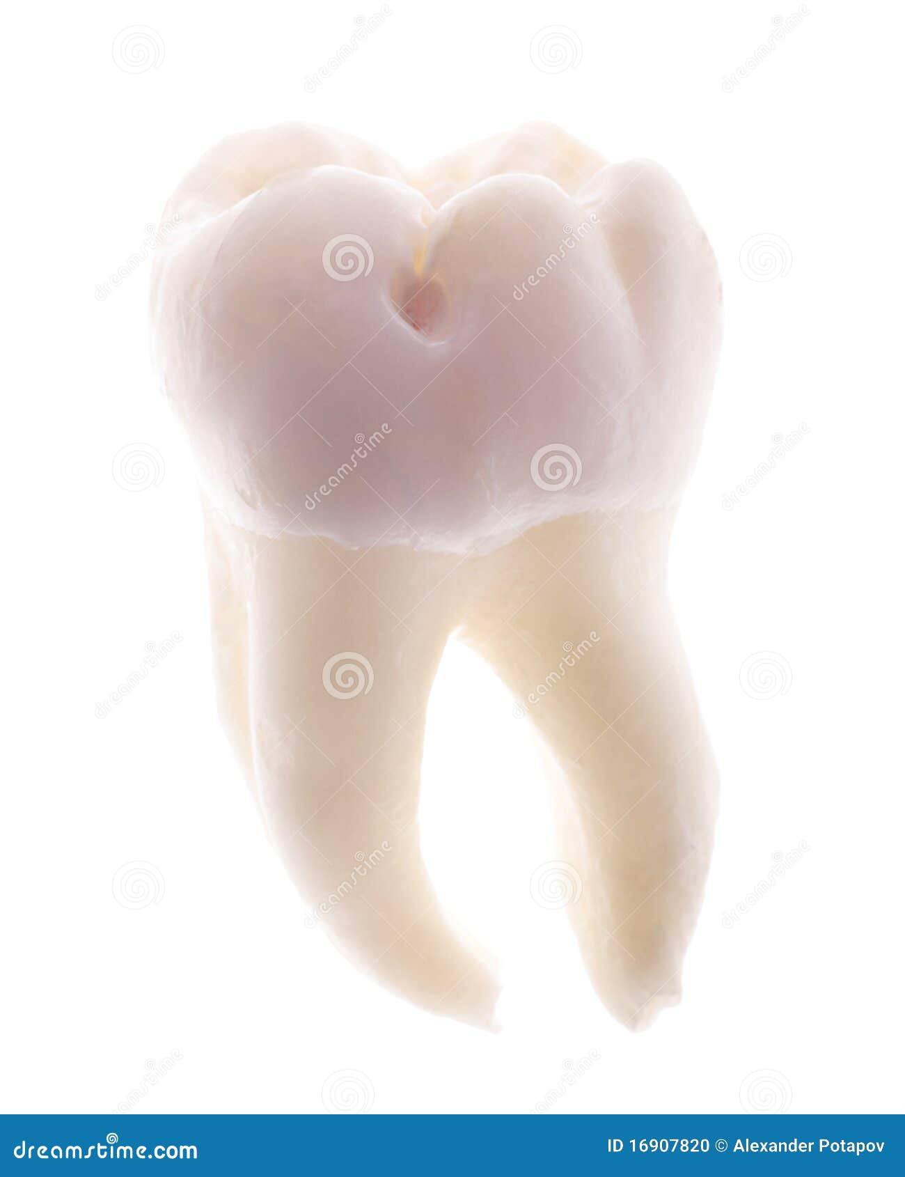 Single Tooth Isolated on White Stock Photo - Image of hygiene, object ...