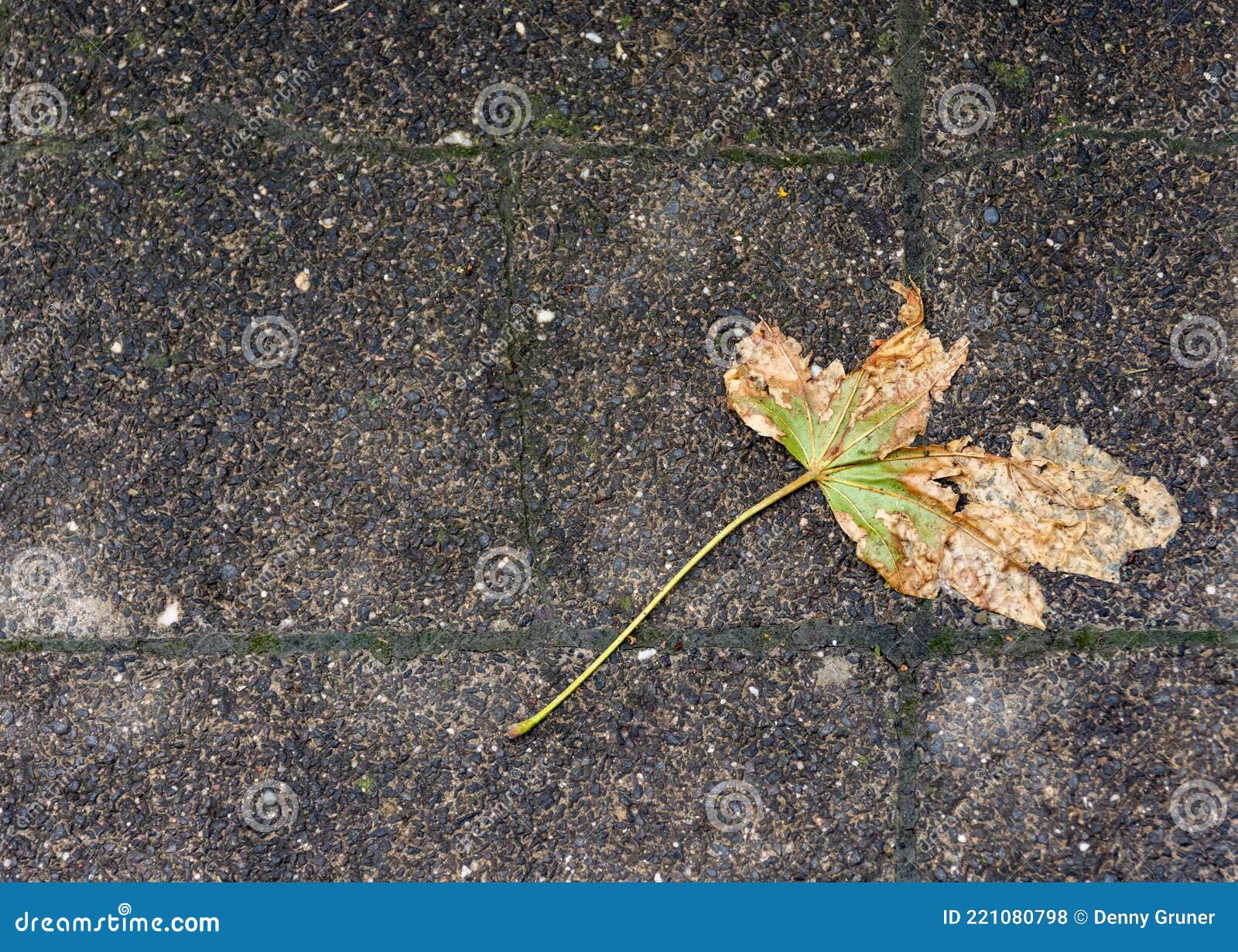 Single Trampled Broken Withered Leaf Lying On Paving Royalty-Free Stock ...