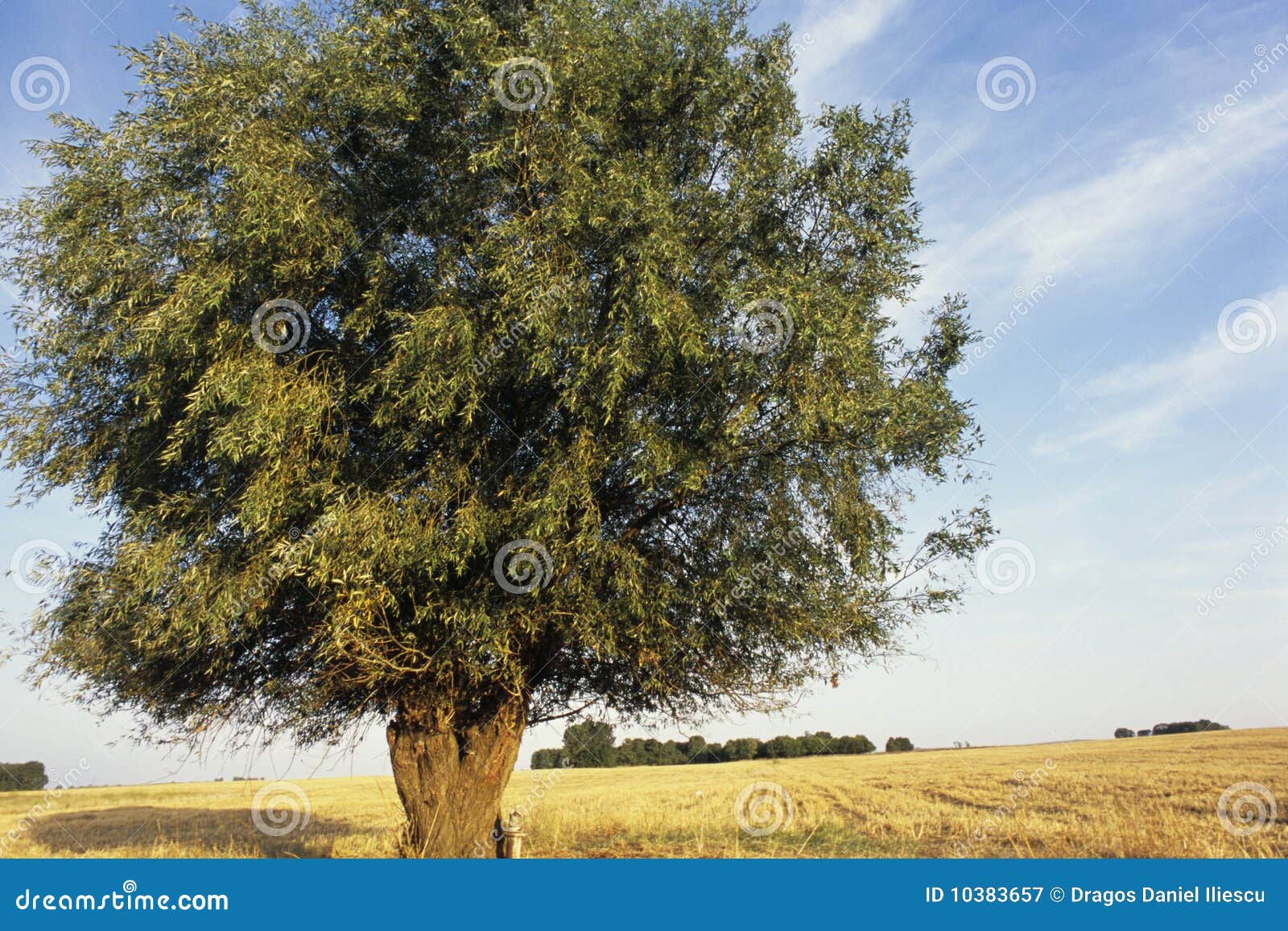 Single tree stock image. Image of nature, beautiful, yellow - 10383657
