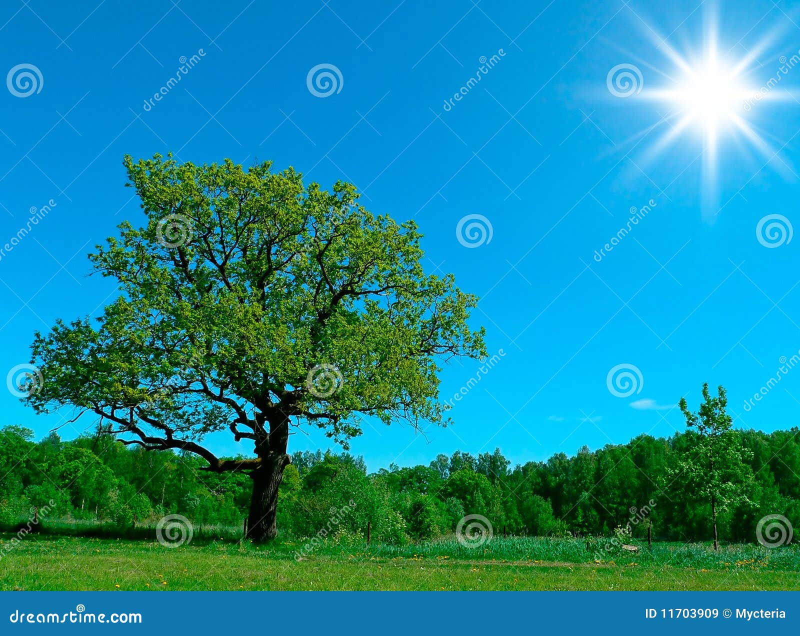 Single tree stock image. Image of scenery, forest, nature - 11703909