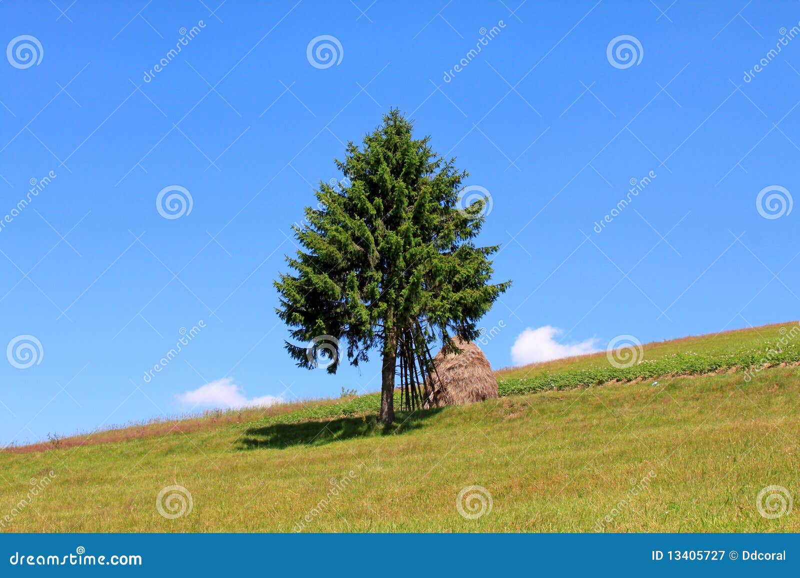 Single tree stock image. Image of foliage, season, growth - 13405727