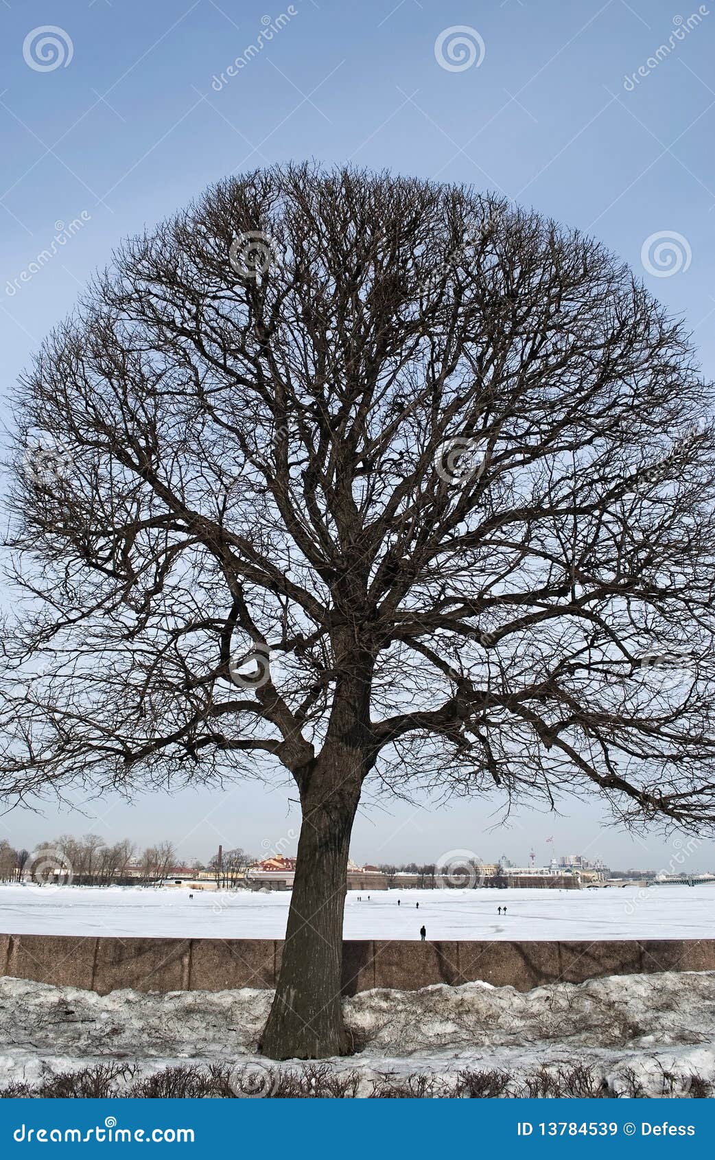 Single tree. stock image. Image of tree, outdoors, travel - 13784539