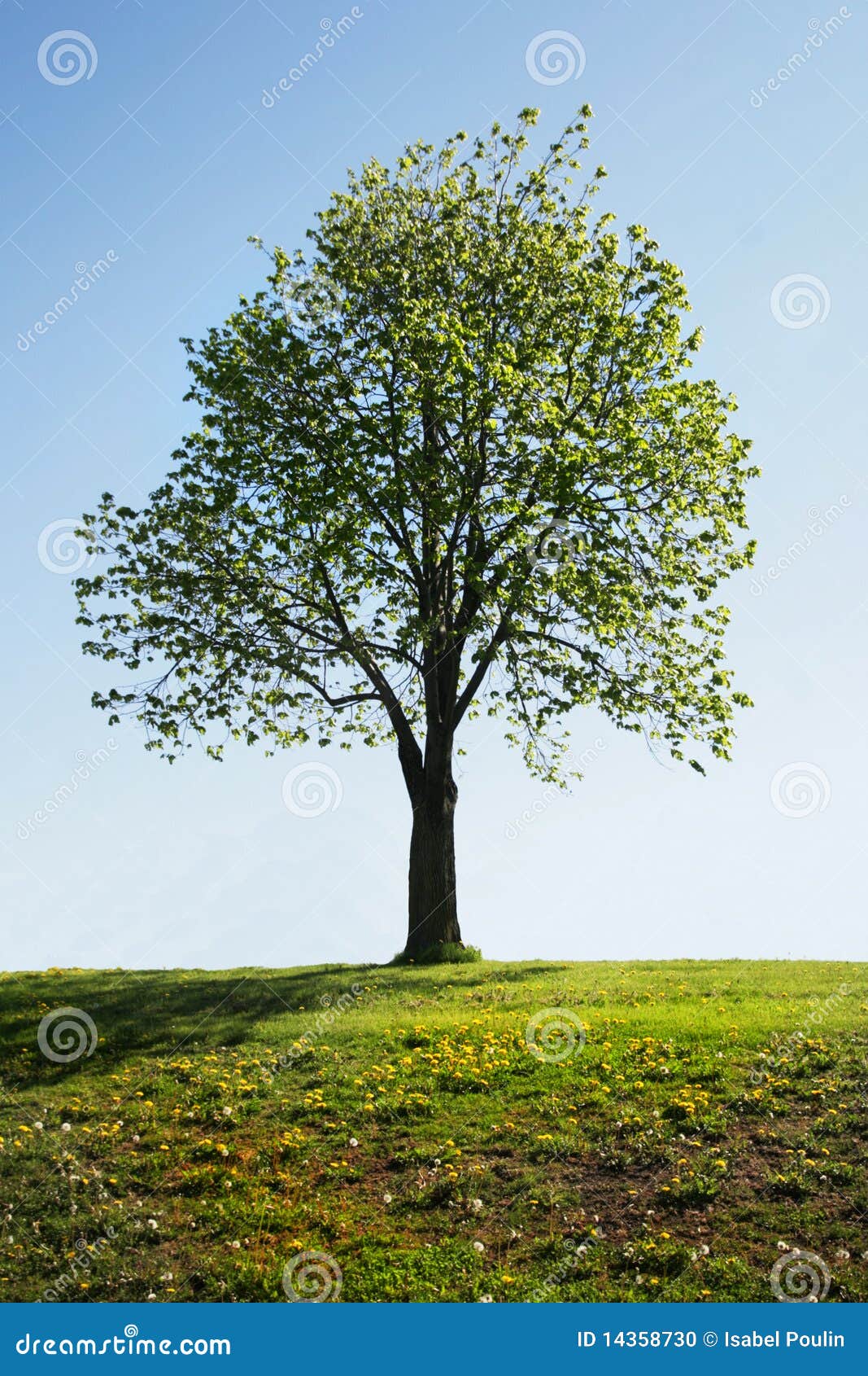 Single tree stock photo. Image of leafs, corn, natural - 14358730