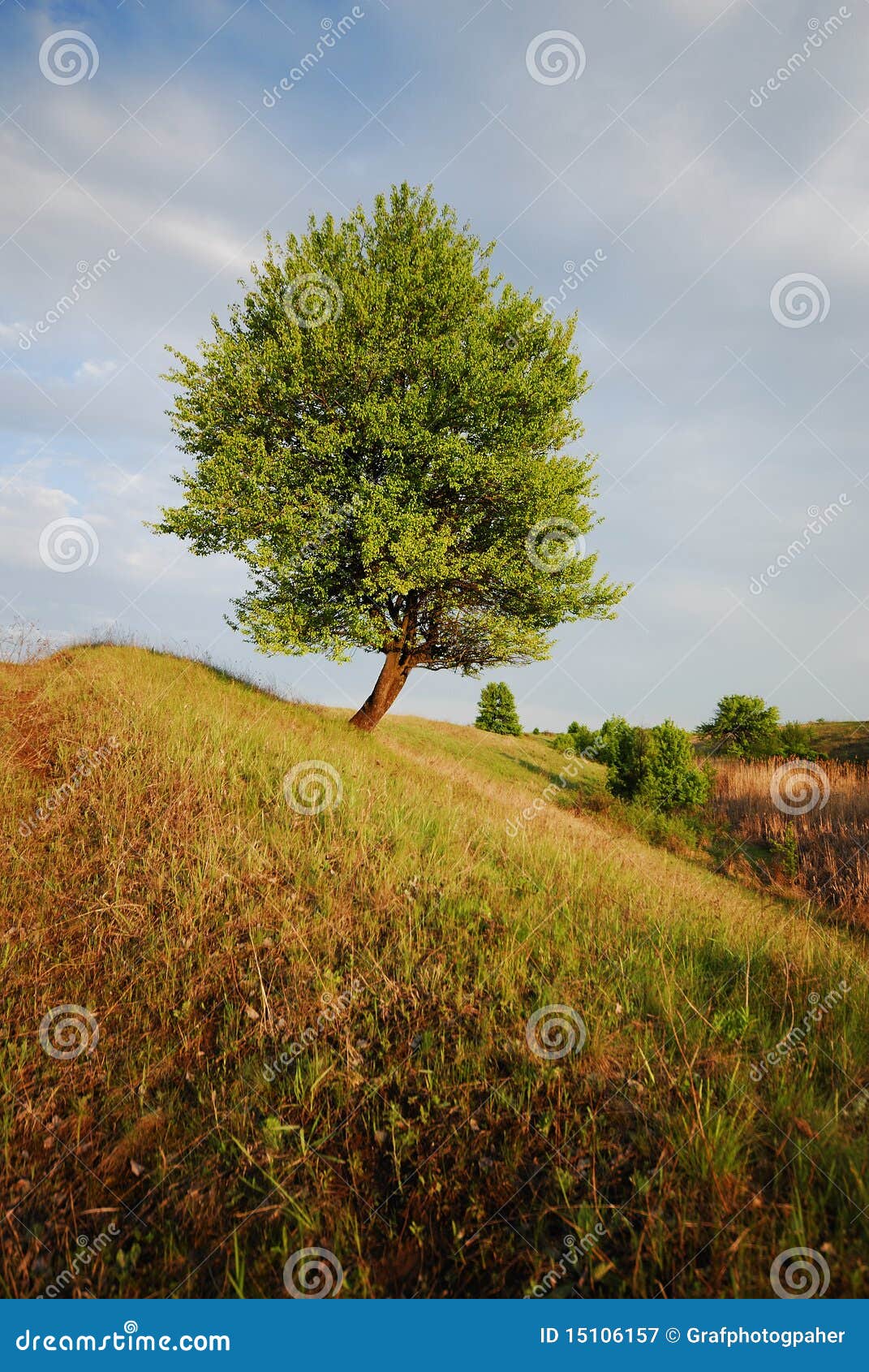 Single tree stock image. Image of summer, countryside - 15106157