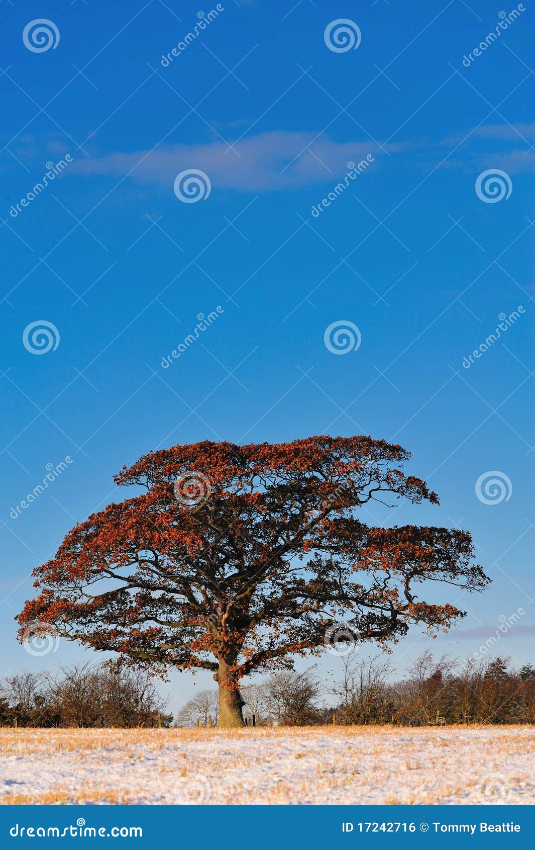 Single Tree stock photo. Image of scenery, farmland, picturesque - 17242716