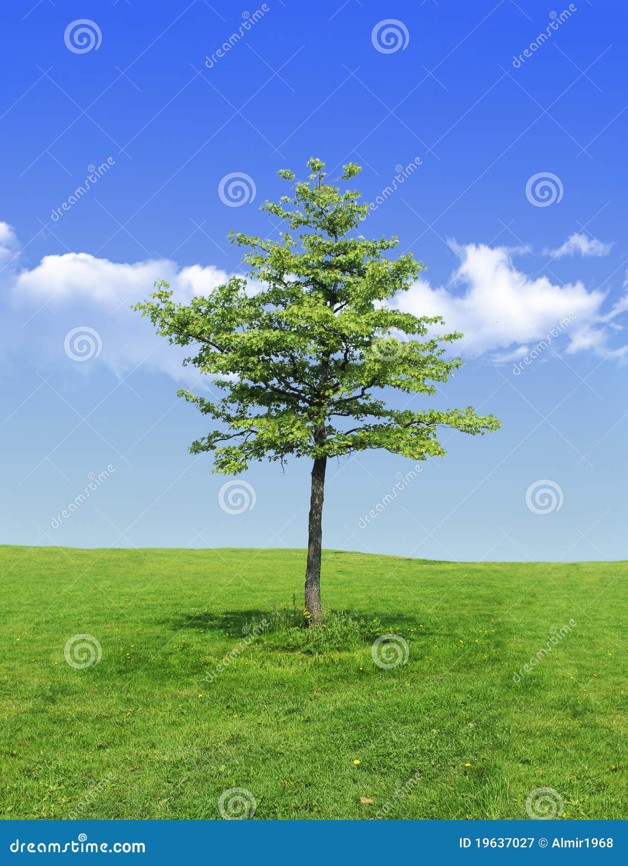 Single tree stock image. Image of summertime, spike, horizon - 19637027
