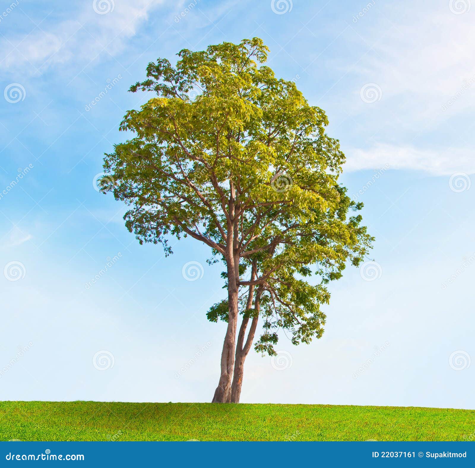 Single tree stock image. Image of sunny, meadow, lawn - 22037161