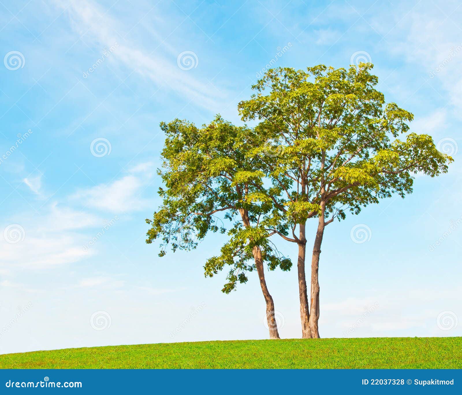 Single tree stock photo. Image of landscape, single, rural - 22037328