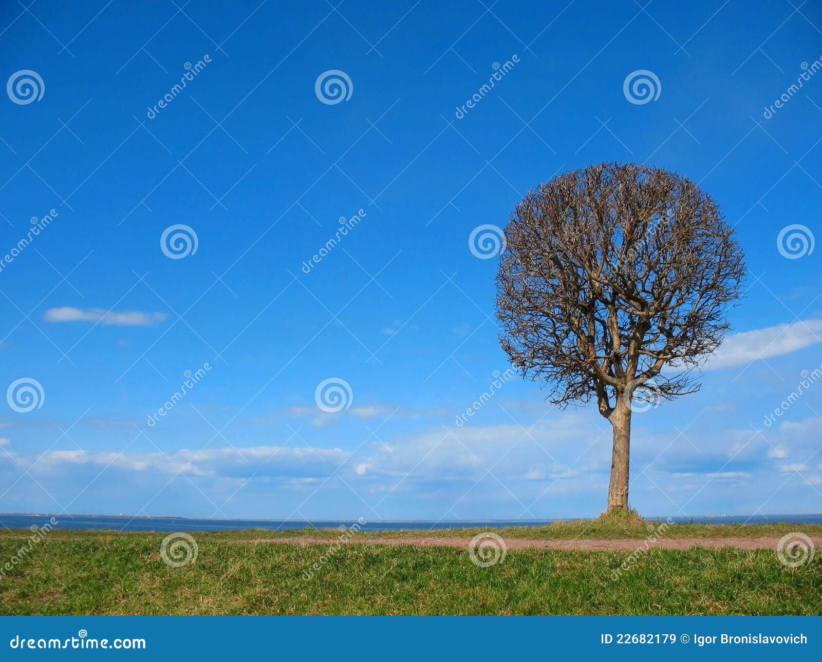 Single tREE stock image. Image of spring, cover, single - 22682179