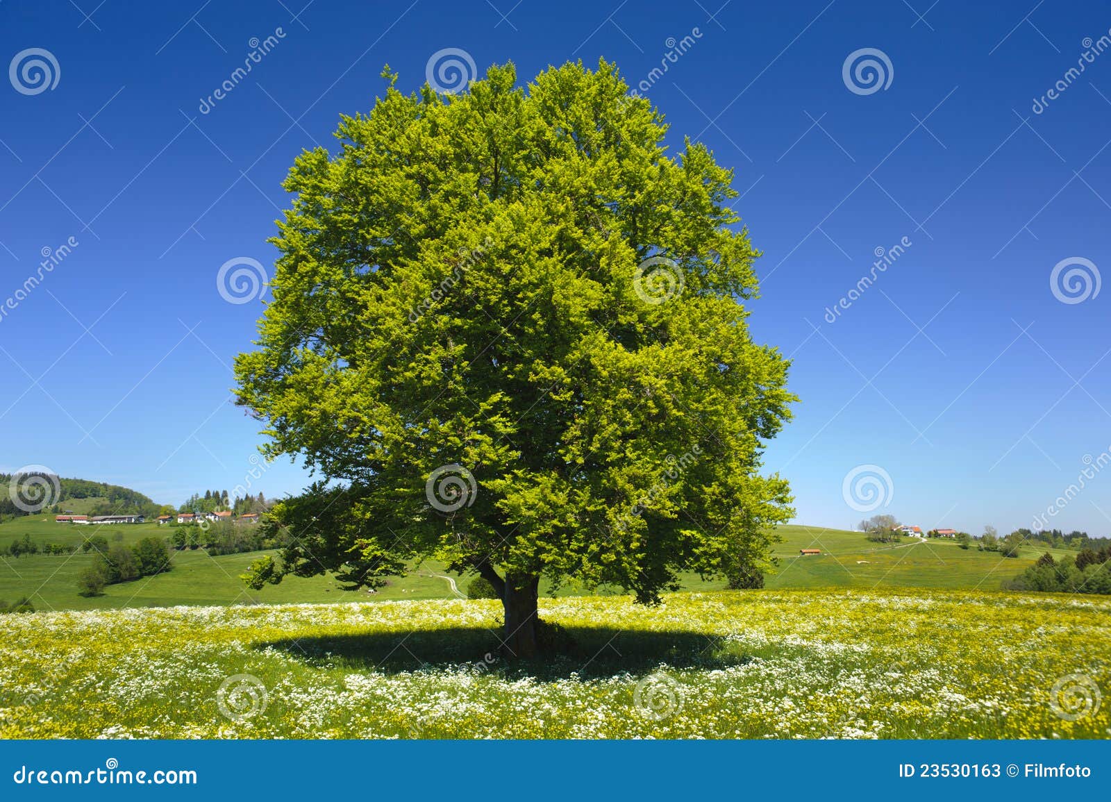 Single tree stock image. Image of country, growth, countryside - 23530163