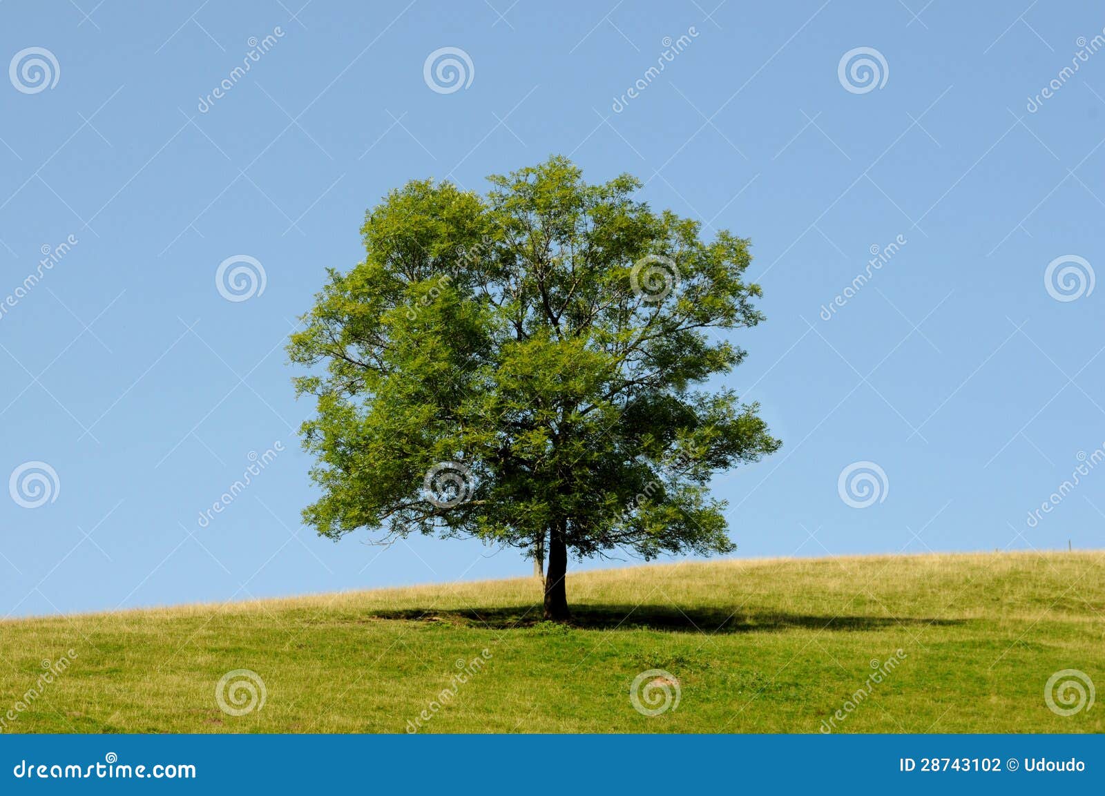 Single tree stock photo. Image of field, countryside - 28743102
