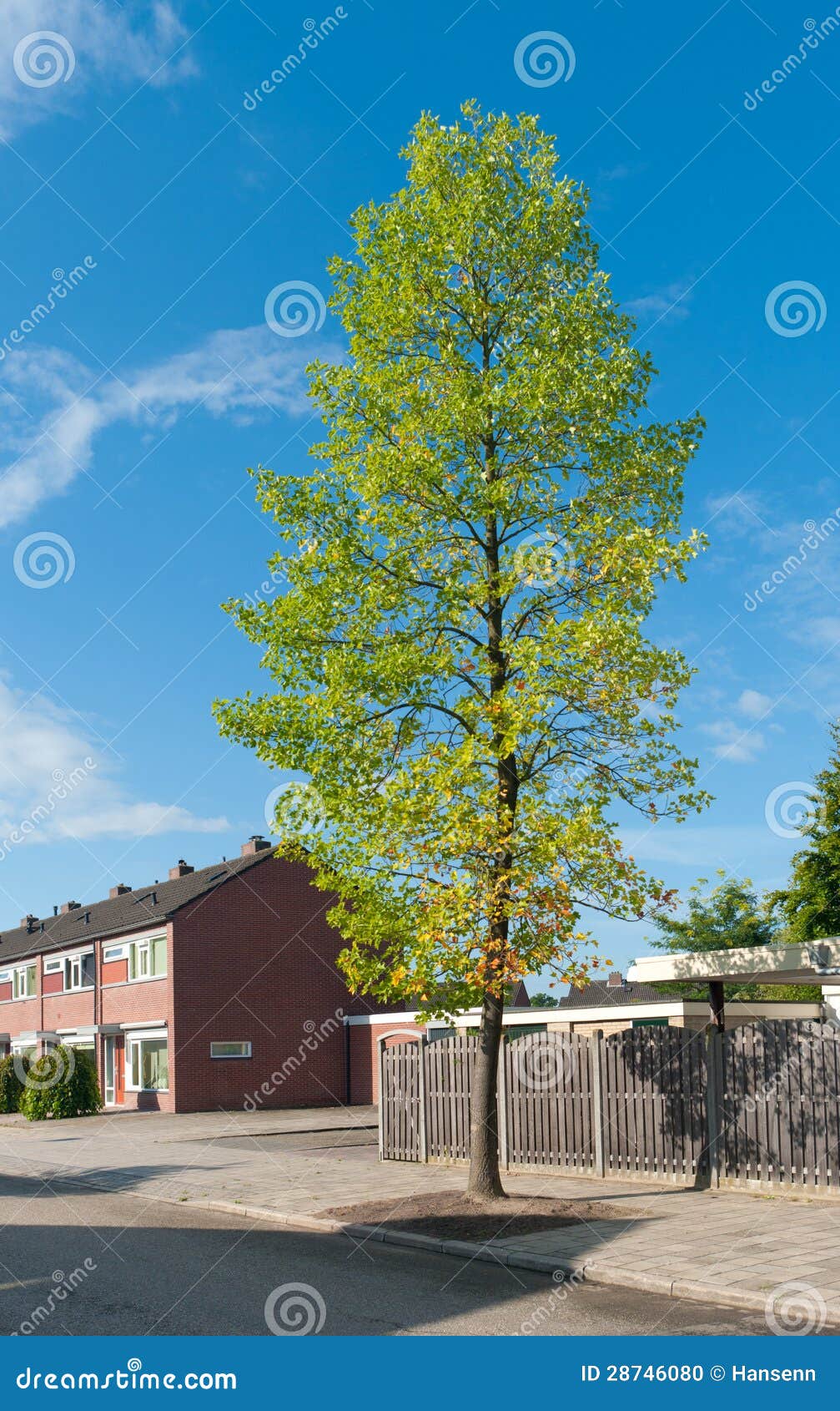 Single tree stock photo. Image of single, leaves, tree - 28746080