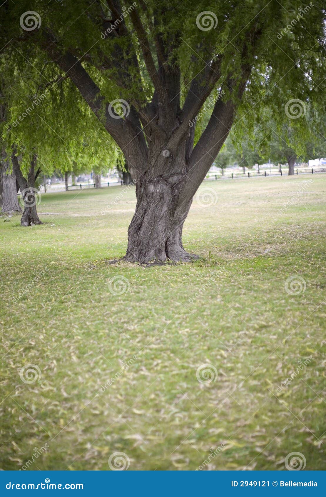 Single tree stock image. Image of beauty, outdoors, focus - 2949121