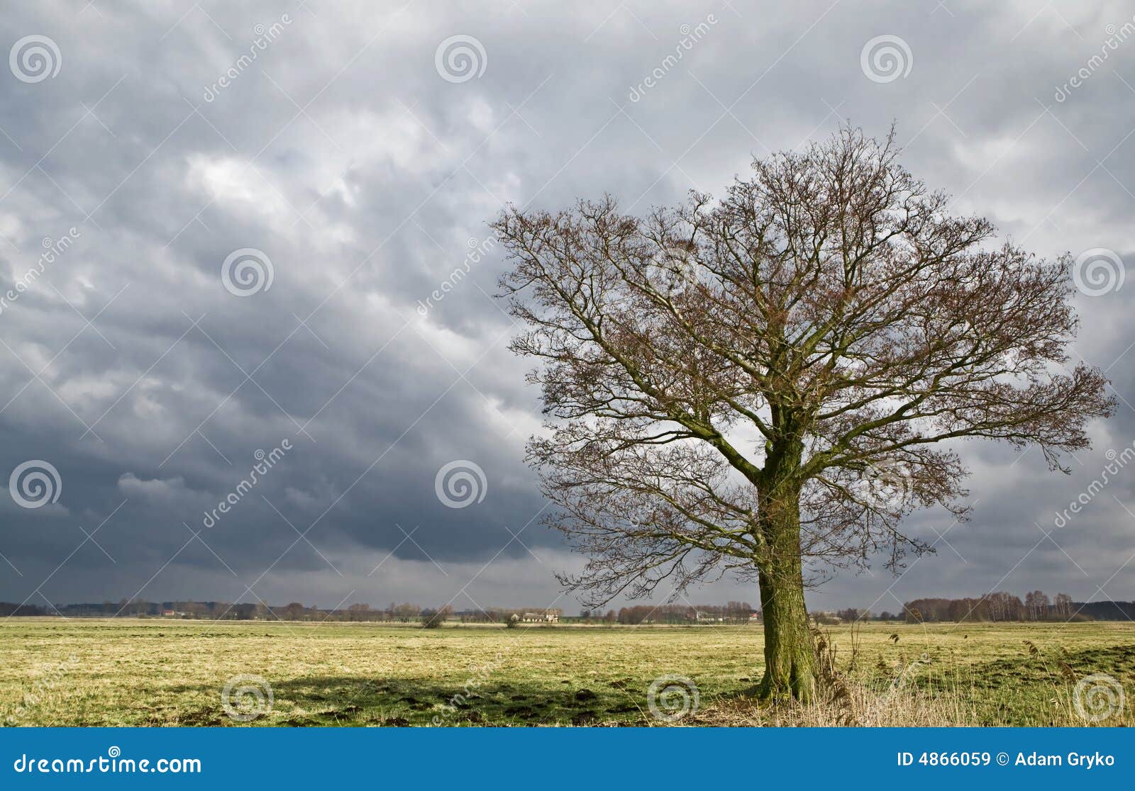 Single tree stock image. Image of land, cloud, horizon - 4866059