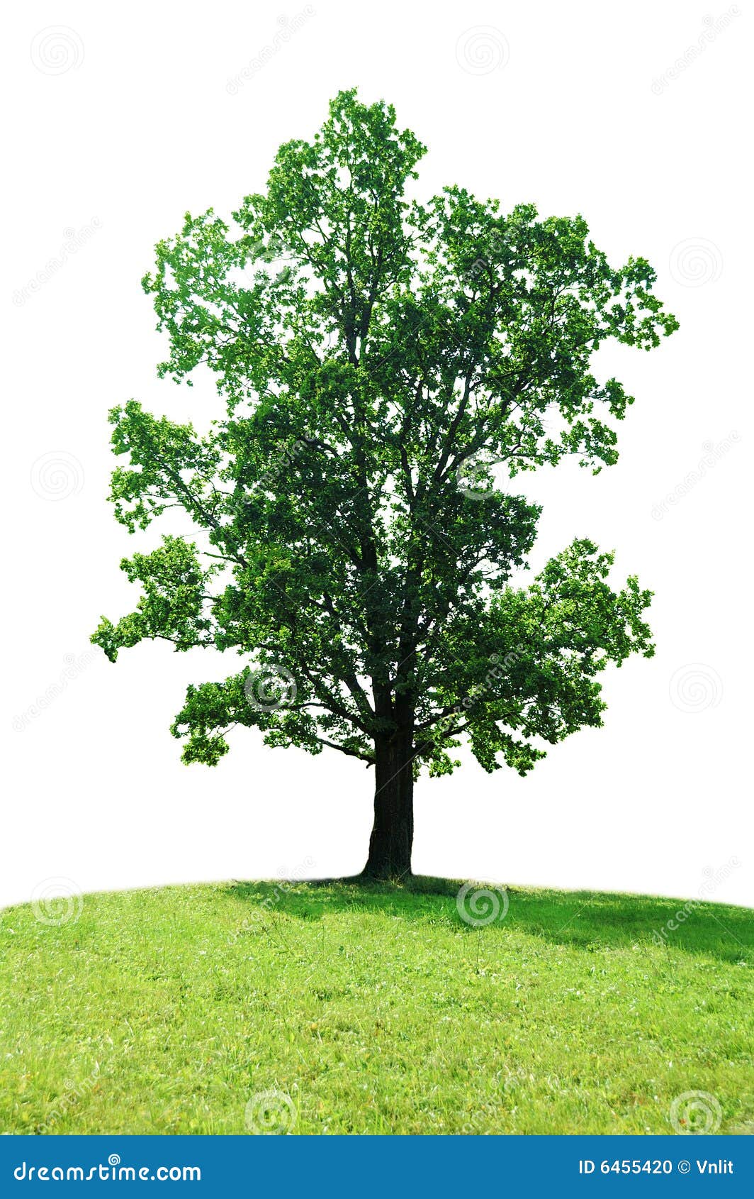 Single tree stock photo. Image of green, isolation, rural - 6455420