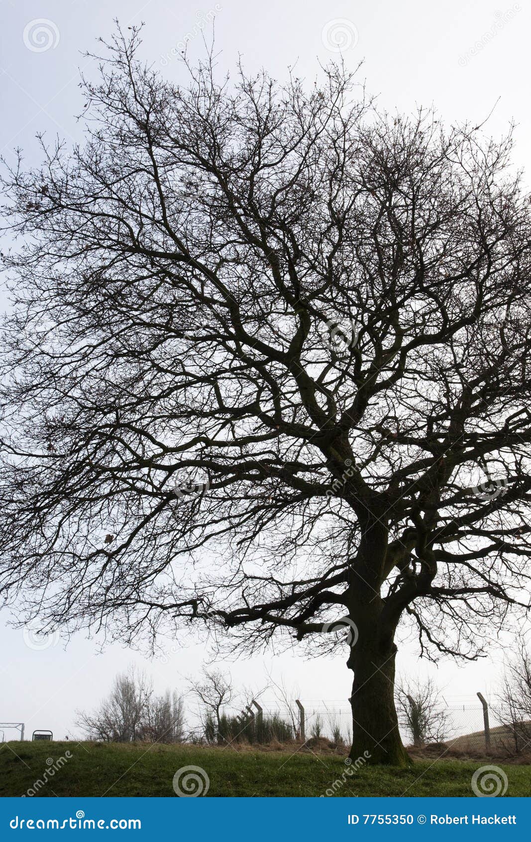 Single tree stock photo. Image of fence, branches, winter - 7755350