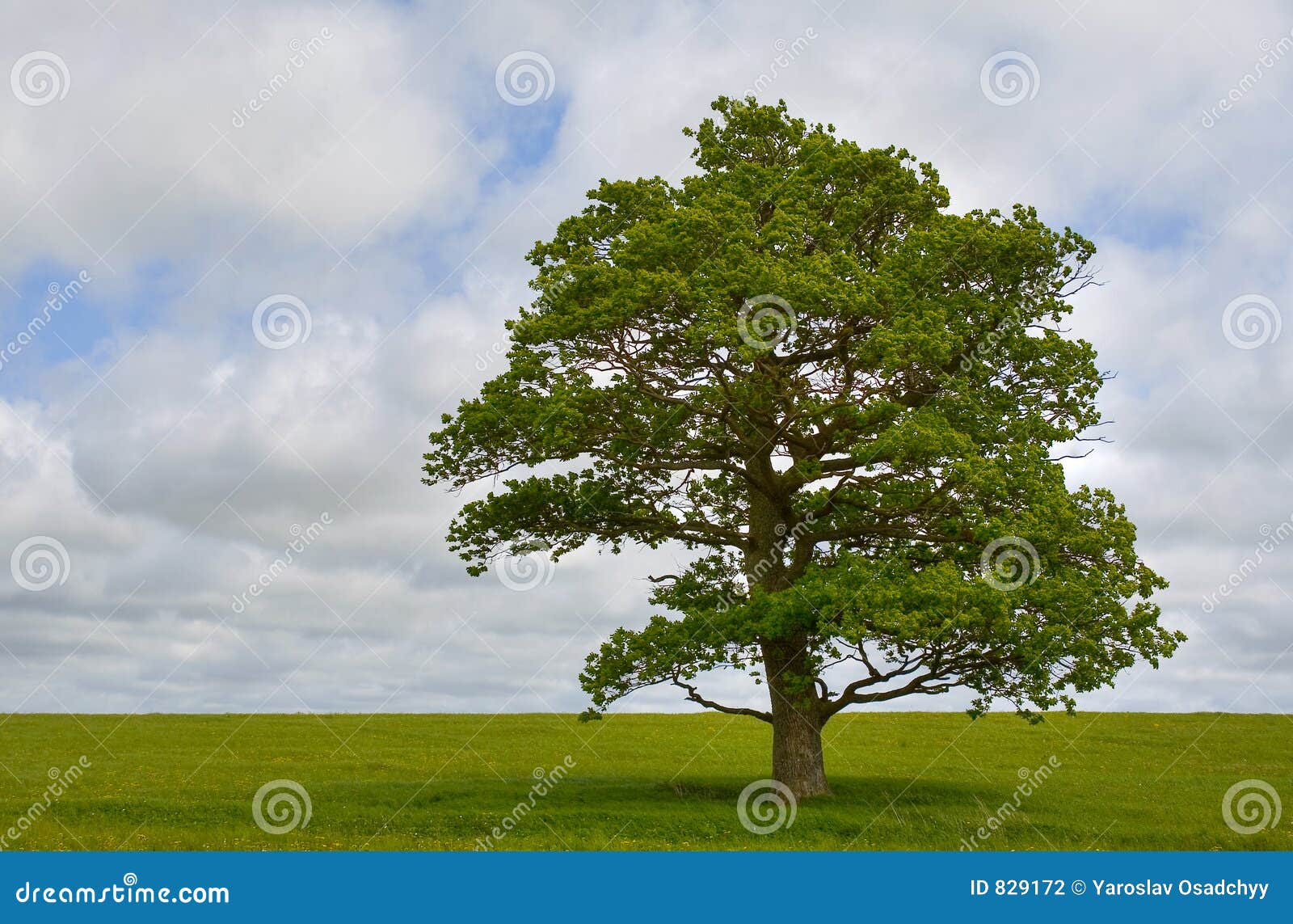 Big Single Tree Standing Alone In The Green Field And Handmade Chair ...