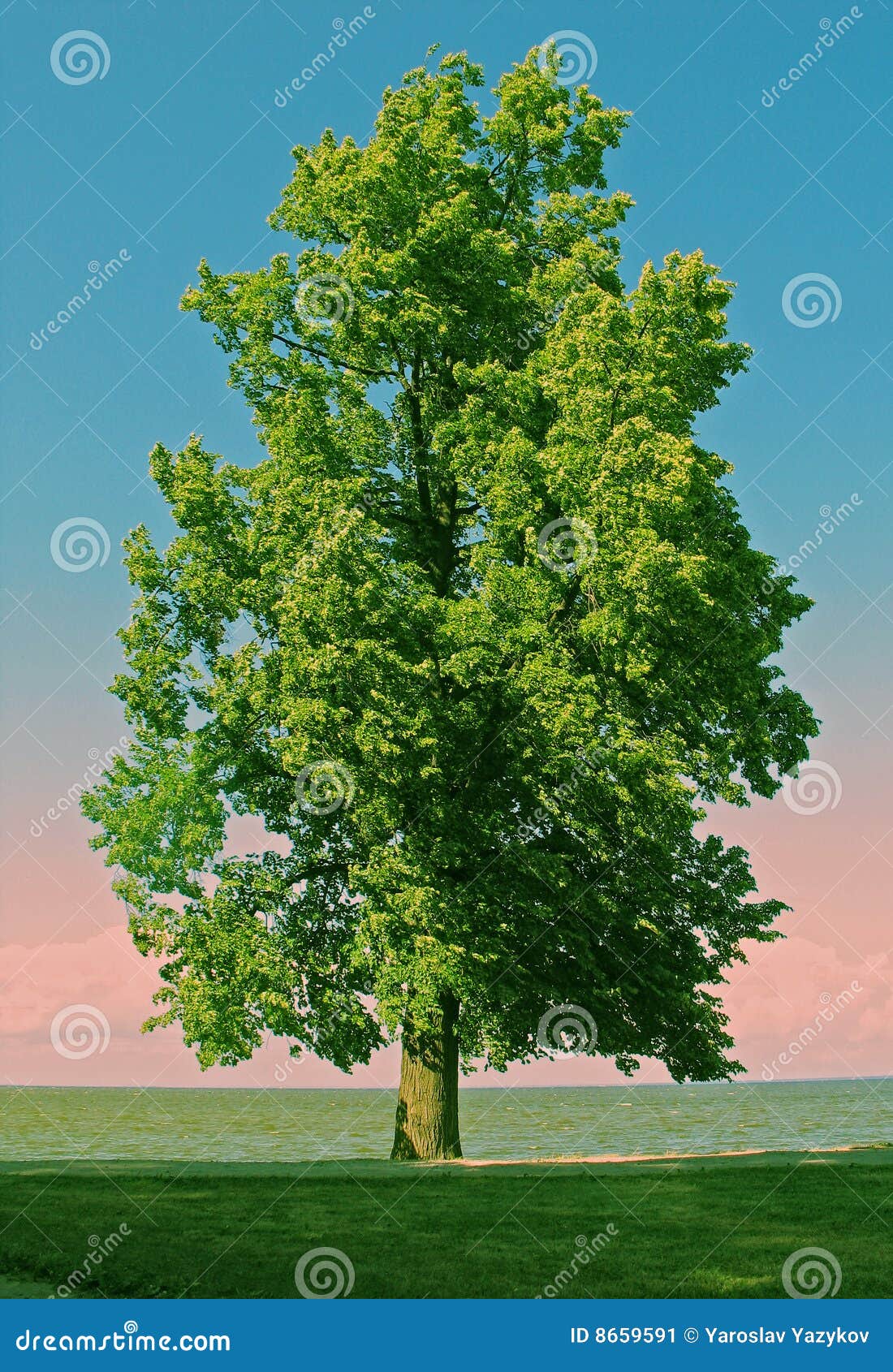 Single Tree stock image. Image of bright, sunlight, ground - 8659591
