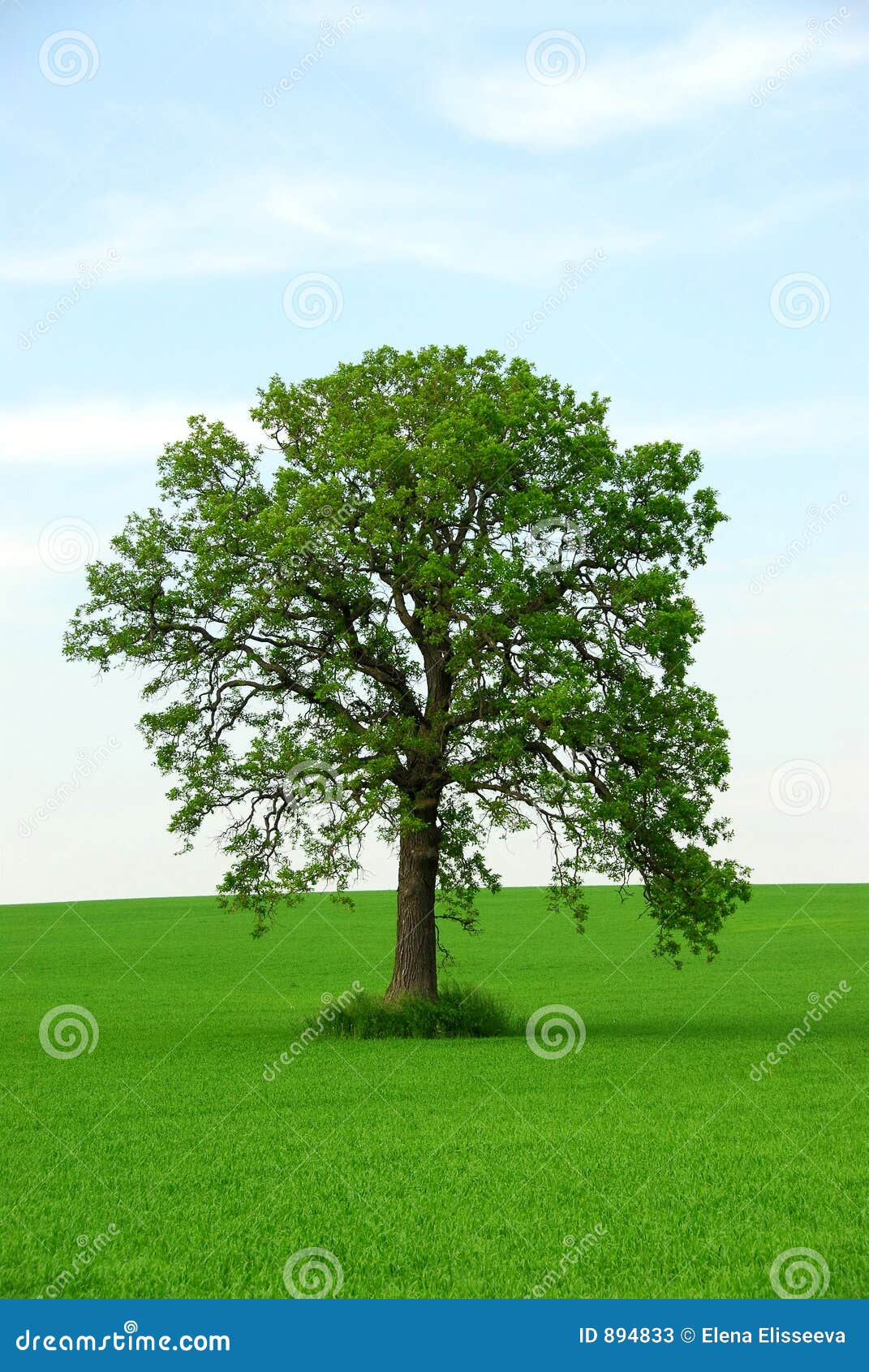 Single tree stock image. Image of country, isolated, grass - 894833
