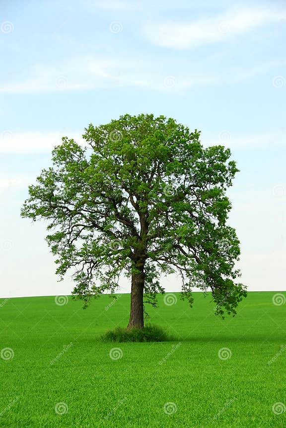 Single tree stock image. Image of country, isolated, grass - 894833