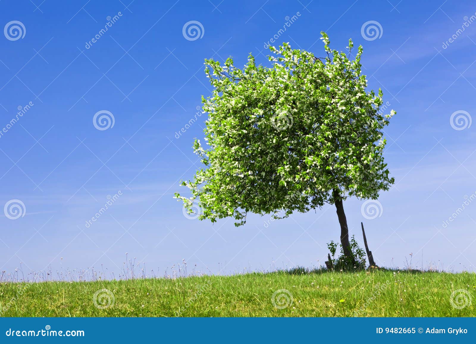 Single tree stock image. Image of field, rural, landscape - 9482665