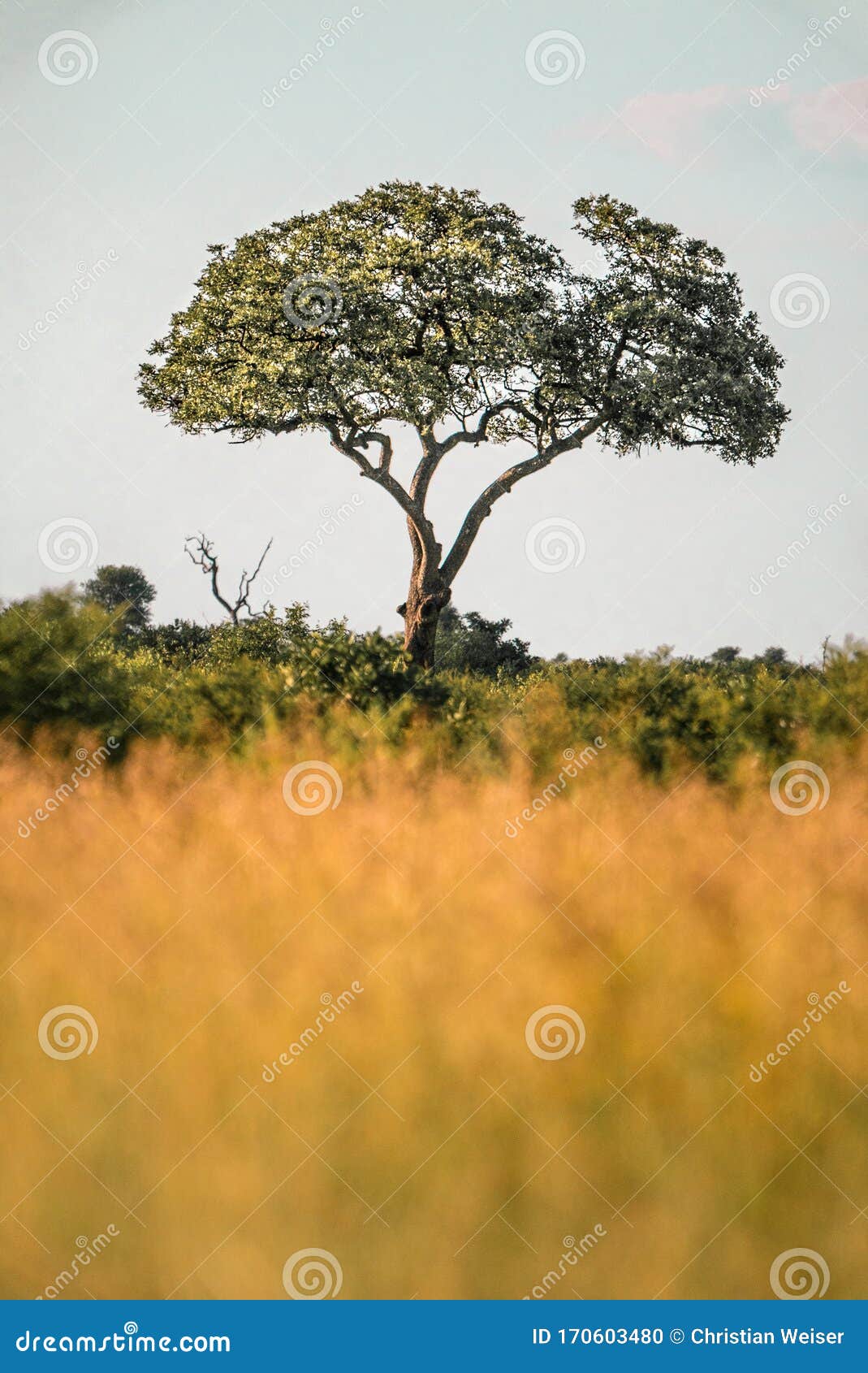 Single Tree in the African Wilderness Stock Photo - Image of black ...